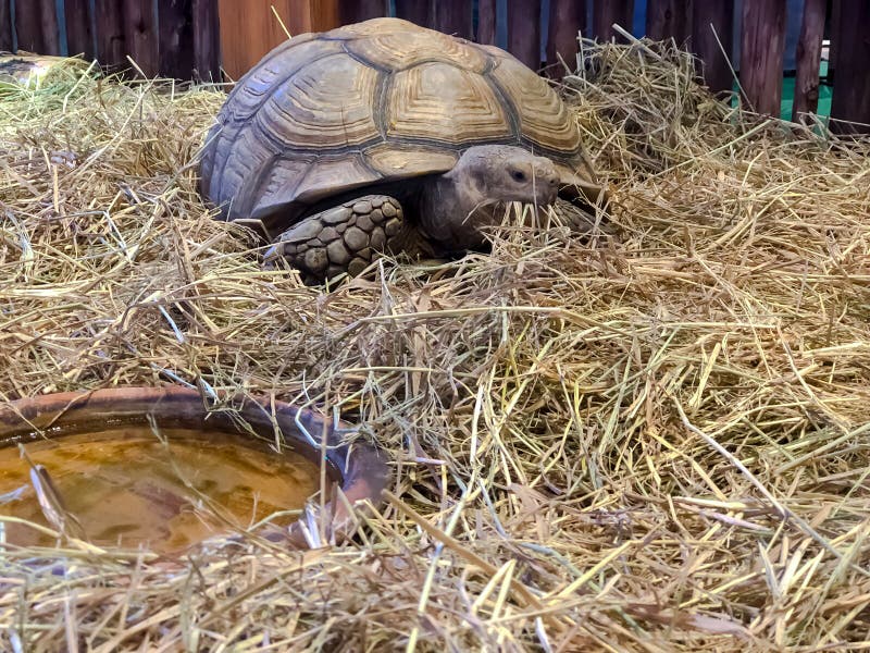 Close Up of Feeding Turtle with Dry Straw Stock Photo - Image of huge ...