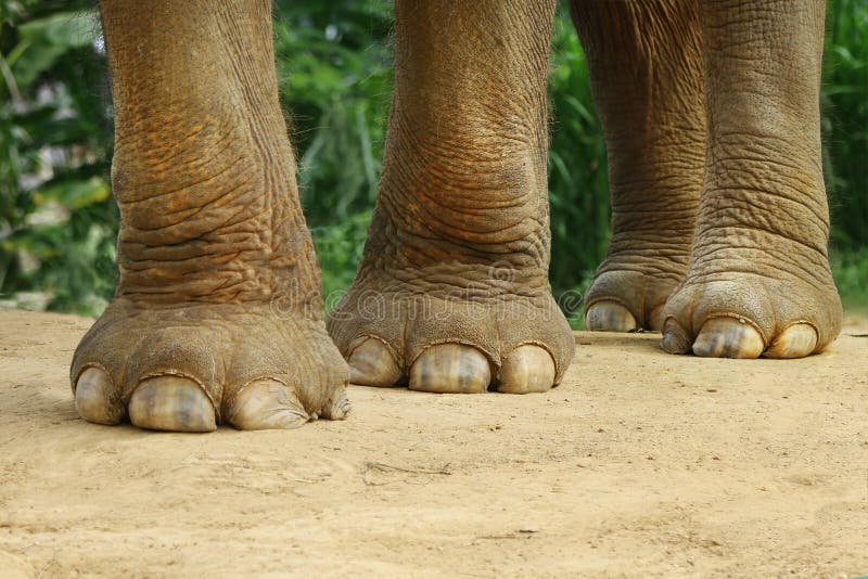 Close Up of Feet of Elephant Stock Image - Image of brush, eating ...