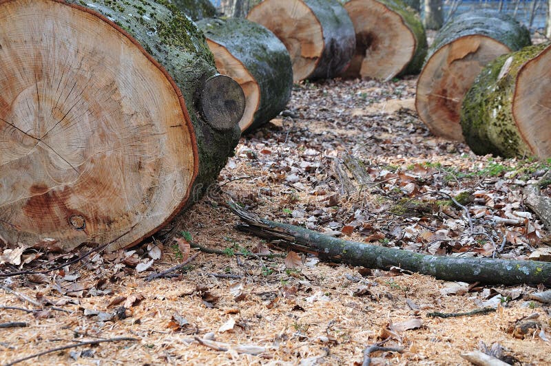 Close-up of Felled Tree Trunks Lying on Forest Floor Stock Image ...