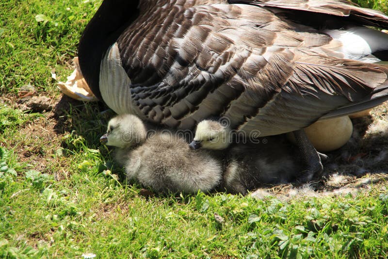 Happy Family, Barnacle Geese Along the Pond in England in the Summer ...