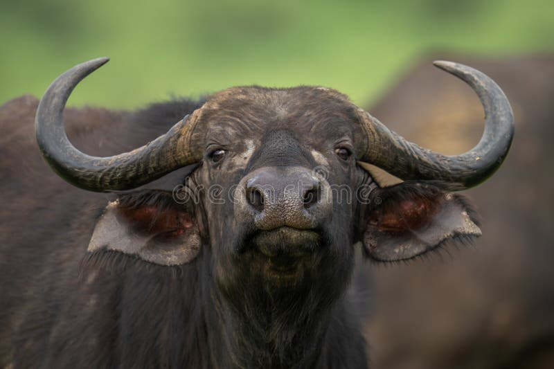 Close-up of Female Cape Buffalo Lifting Head Stock Image - Image of ...