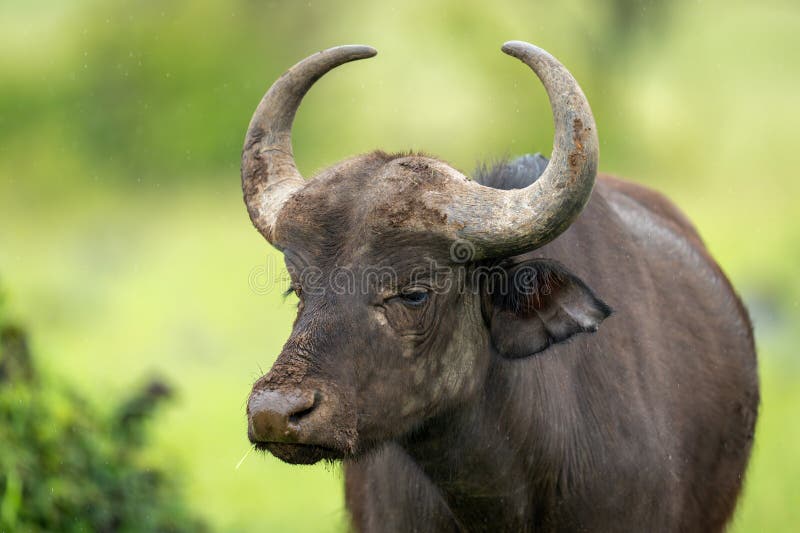 Close-up of Female Cape Buffalo Looking Down Stock Image - Image of ...