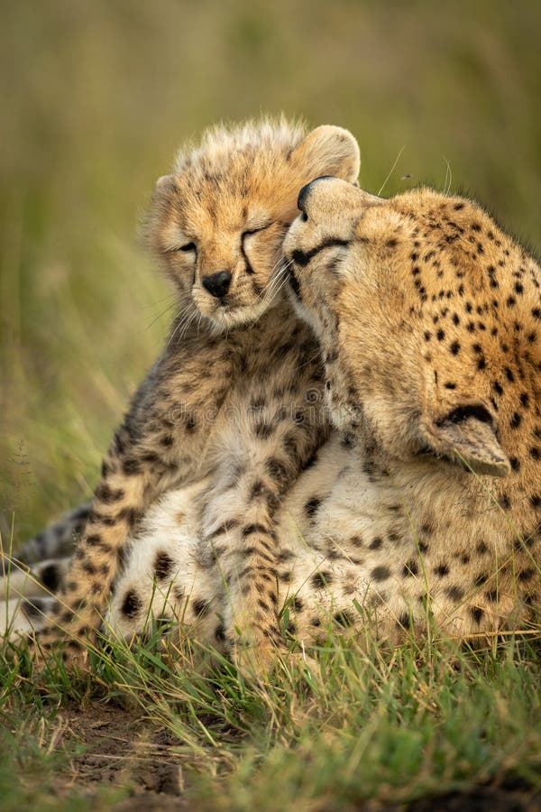 Close-up of Female Cheetah Grooming Her Cub Stock Photo - Image of ...