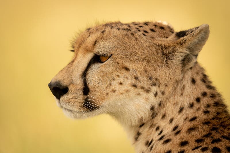 2,955 Cheetah Head Photos - Free & Royalty-Free Stock Photos from ...
