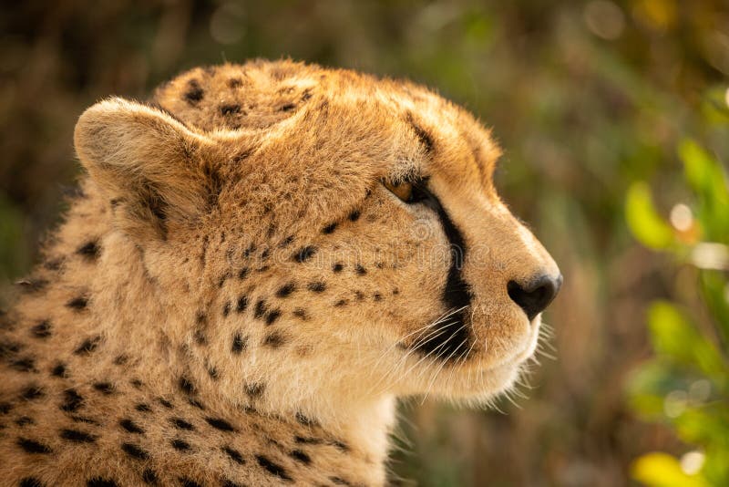 Cheetah head close up stock image. Image of wildlife - 20492627