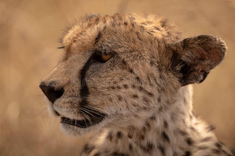 Close-up of Female Cheetah Head Turning Left Stock Image - Image of ...