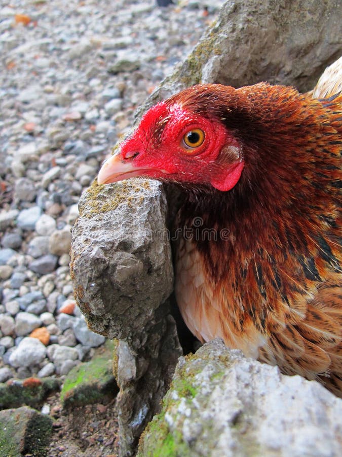 Brown Hen, Domestic Female Chicken Incubating Her Eggs Stock Image ...