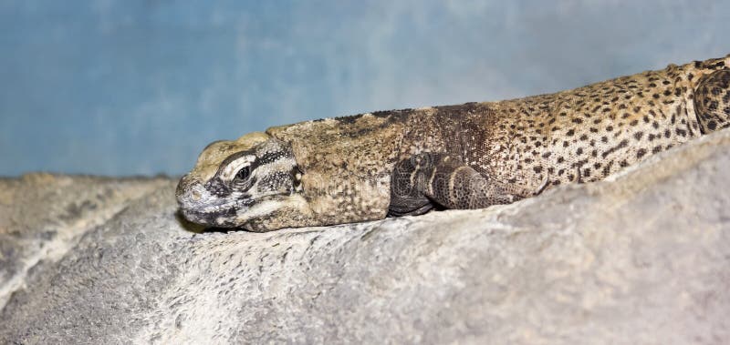 A Close Up of a Female Chuckwalla Stock Photo - Image of lizard, animal ...