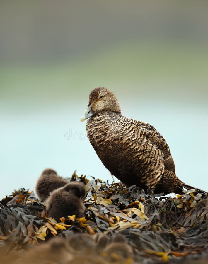 Close Up of a Female Common Eider in Seeweed with Chicks Stock Photo ...