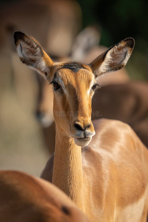 Close-up of Female Common Impala Facing Lens Stock Image - Image of ...
