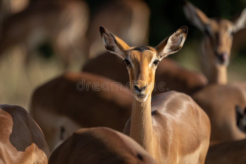 Close-up of Female Common Impala Regarding Camera Stock Photo - Image ...