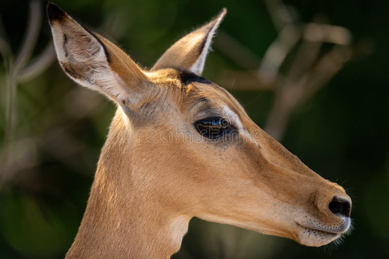Close-up of Female Common Impala in Shade Stock Image - Image of ...