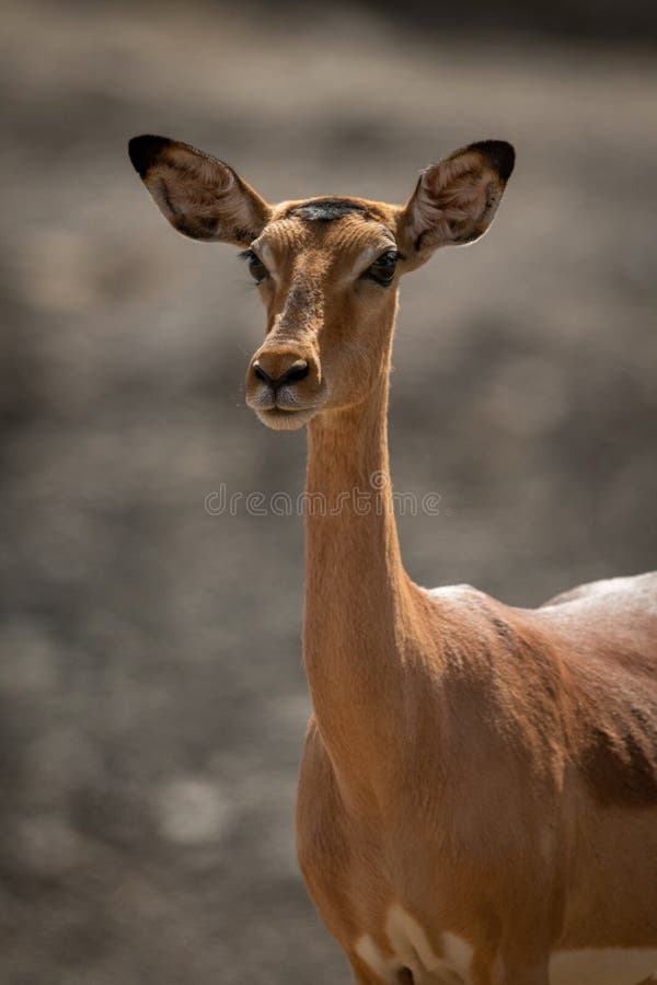 Close-up of Female Common Impala in Sun Stock Image - Image of ...