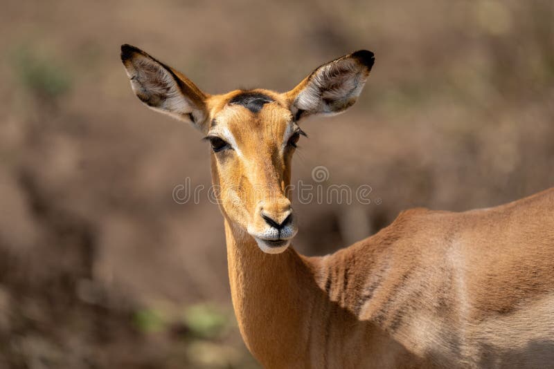 Close-up of Female Common Impala Turning Round Stock Photo - Image of ...