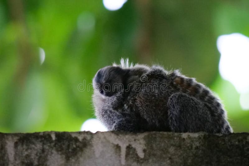 Close Up of a Female Common Marmoset Monkey - Callithrix Jacchus - with ...