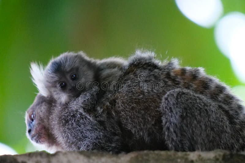 Close Up of a Female Common Marmoset Monkey - Callithrix Jacchus - with ...