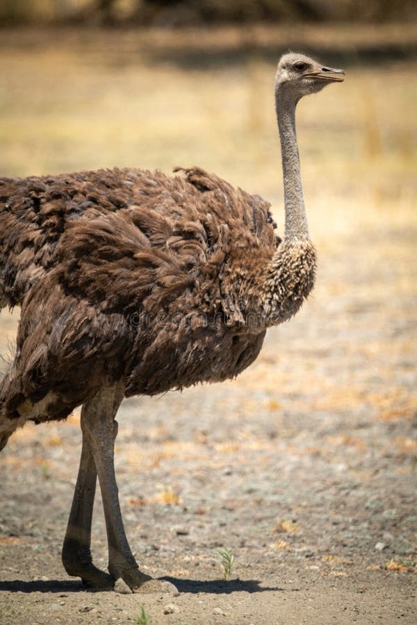 Close-up of Female Common Ostrich Facing Right Stock Image - Image of ...