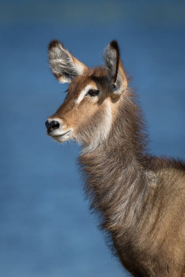 Close-up of Female Common Waterbuck by River Stock Image - Image of ...