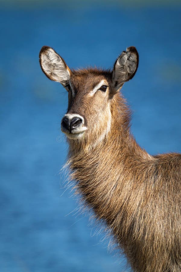 Close-up of Female Common Waterbuck beside Water Stock Image - Image of ...