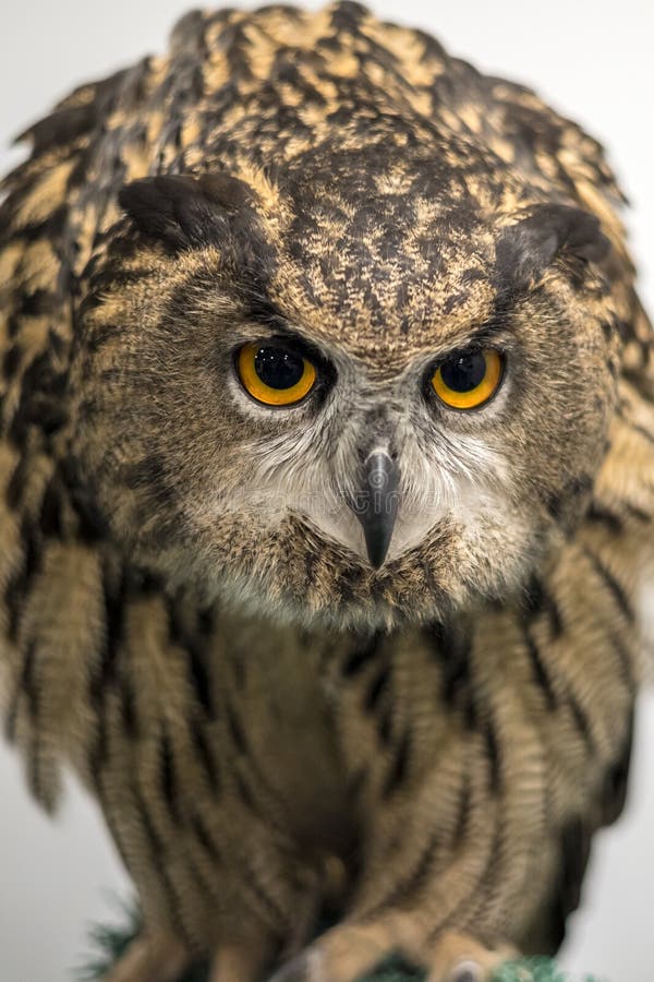 Close Up Female Eurasian Eagle Owl Front View in Threatening Posture ...