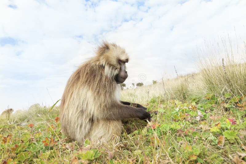 290 Gelada Monkey Female Stock Photos - Free & Royalty-Free Stock ...