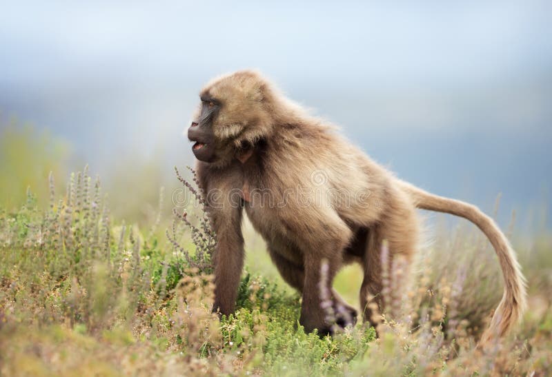 Close Up of a Female Gelada Monkey Eating Grass Stock Image - Image of ...