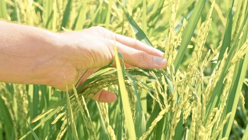 Close-up of Female Hand is Checking a Growing Unripe Rice at Rice Field ...