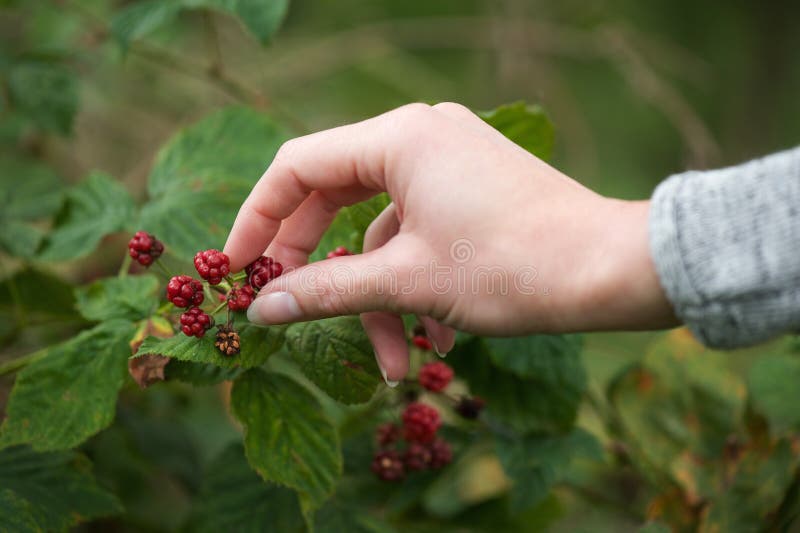 Close Up Female Hand Picking Red Berries Stock Image - Image of pick ...