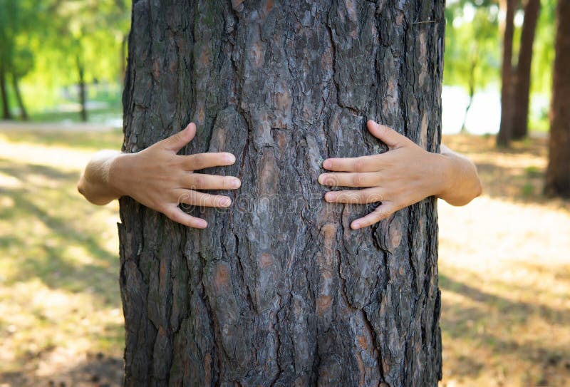 Hugging a Tree Trunk in a Forest Stock Photo - Image of leaves ...