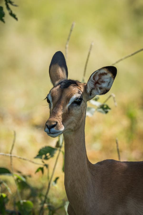 Close-up of Female Impala in Dappled Sunlight Stock Photo - Image of ...
