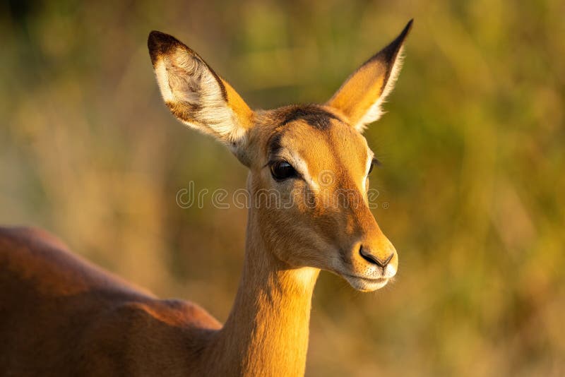 Close-up of Female Impala in Golden Light Stock Photo - Image of ...