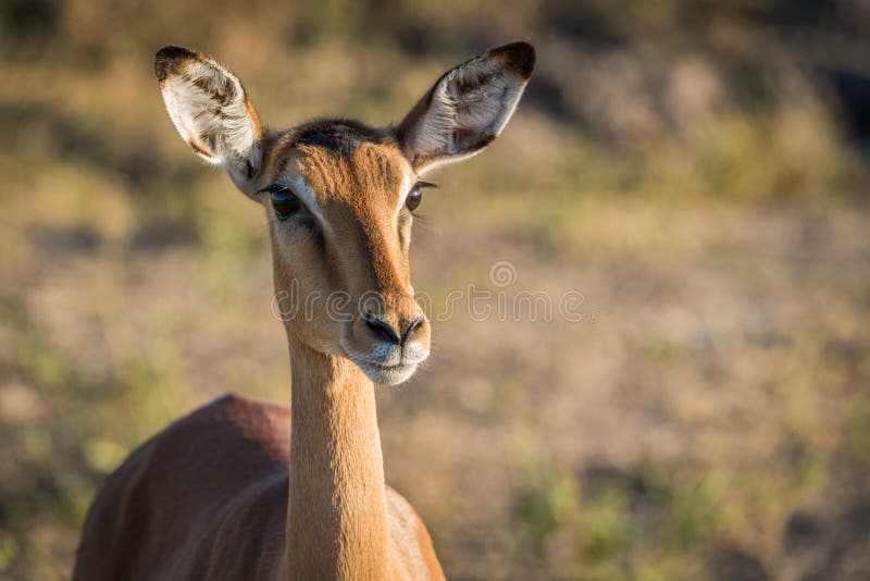 Close-up of Female Impala Head and Neck Stock Photo - Image of female ...
