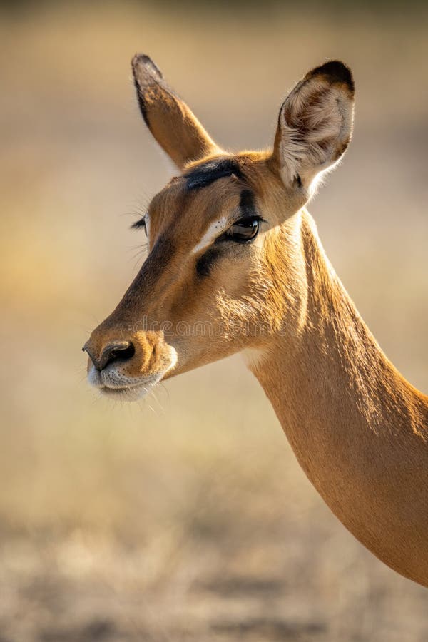 Close-up of Female Impala Neck and Head Stock Image - Image of ...