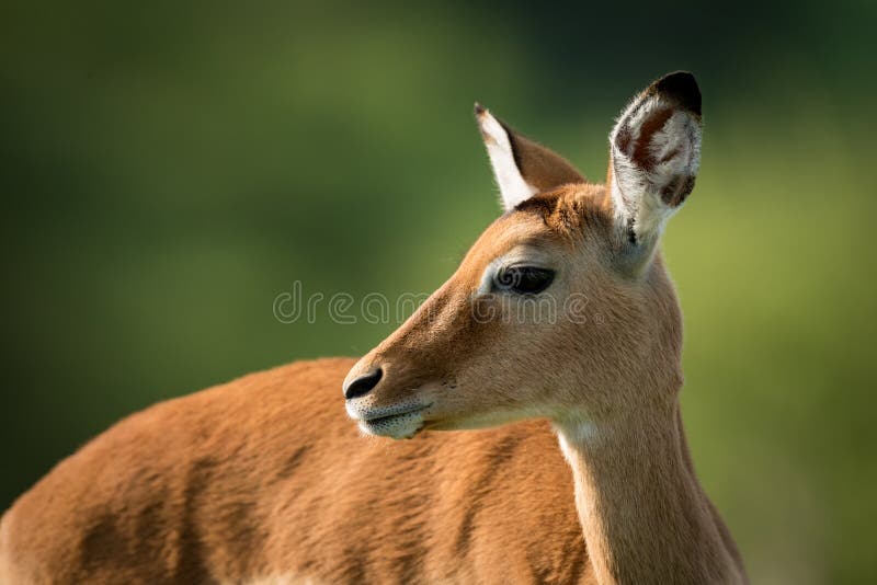 Female Impala on Track in Dappled Sunlight Stock Photo - Image of ...