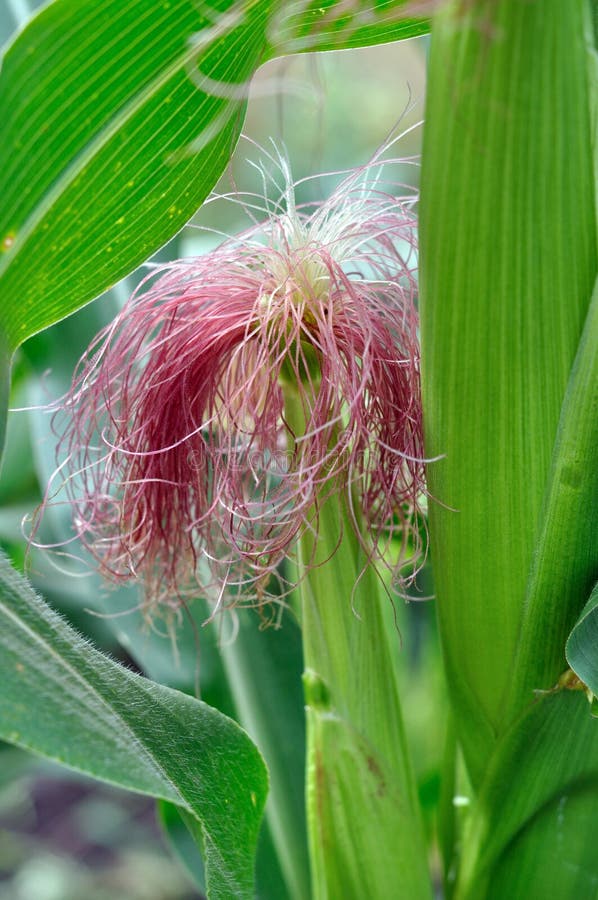 Close-up of Female Inflorescence of Maize Stock Image - Image of ...