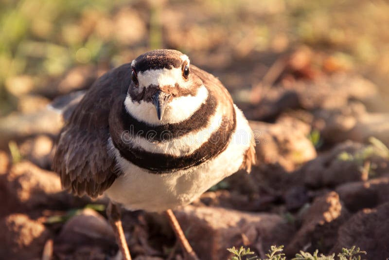 Female Killdeer Guarding Her Four Tiny Eggs Stock Photo - Image of ...