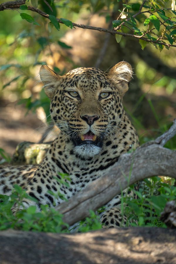 Close-up of Female Leopard Lying Behind Log Stock Image - Image of five ...