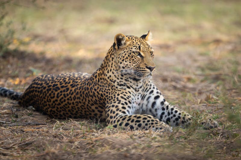 Close-up of Female Leopard Lying on Branches Stock Image - Image of ...