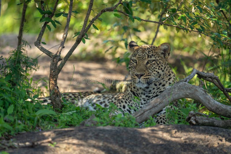 Close-up of Female Leopard Lying by Log Stock Image - Image of ...