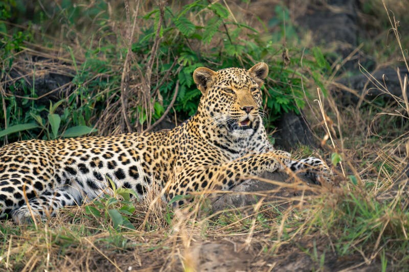 Close-up of Female Leopard Lying on Rock Stock Photo - Image of ...