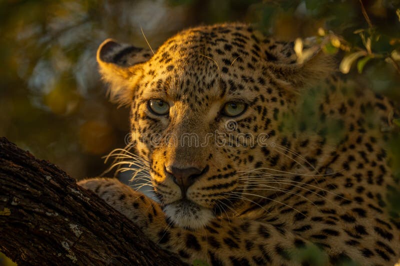 Close-up of Female Leopard Lying in Tree Stock Photo - Image of ...