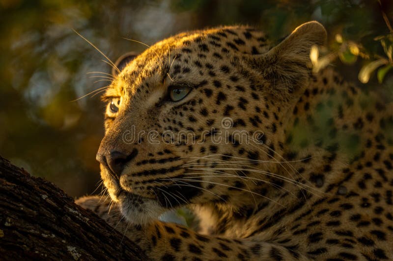 Close-up of Female Leopard Lying on Tree Stock Image - Image of game ...