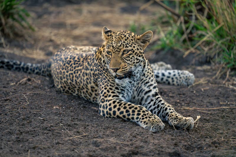 Close-up of Female Leopard Lying Turning Head Stock Image - Image of ...