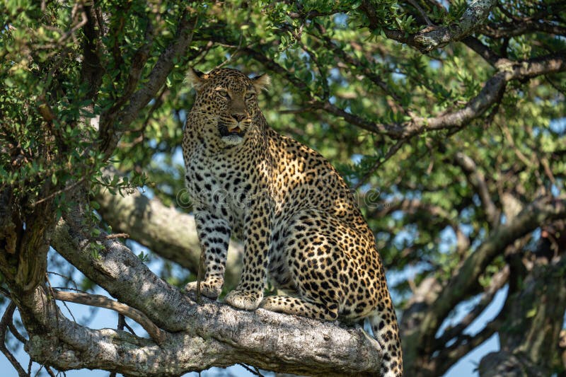 Close-up of Female Leopard Sitting on Branch Stock Photo - Image of ...
