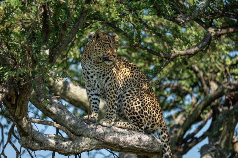 Leopard sitting in a tree stock image. Image of africa - 39161151