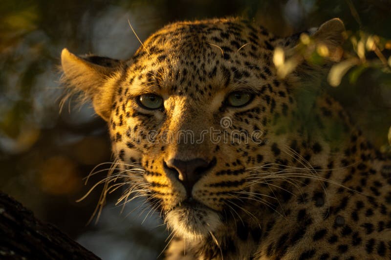 Close-up of Female Leopard Staring at Camera Stock Image - Image of ...