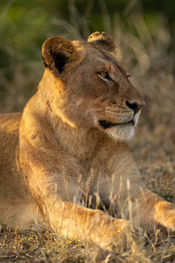 Close-up of Female Lion Lying on Grass Stock Image - Image of african ...