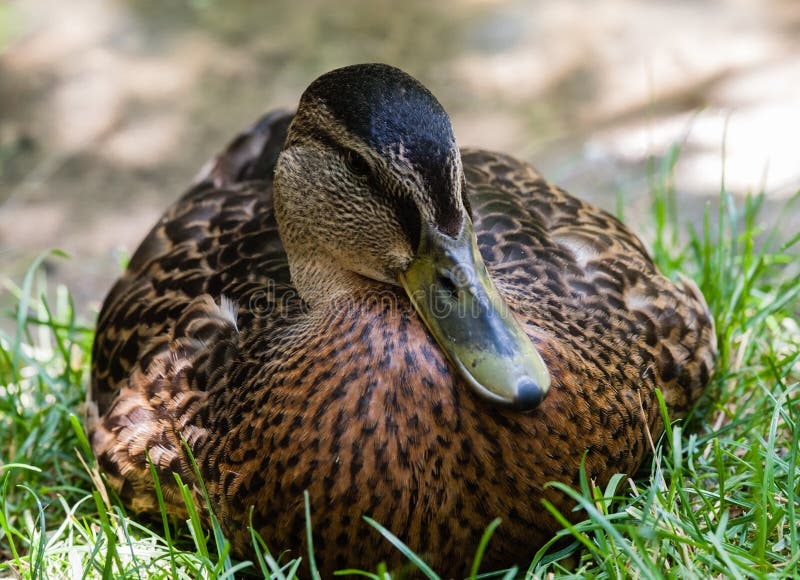 Close-up of Female Mallard Duck from Front Stock Image - Image of ...