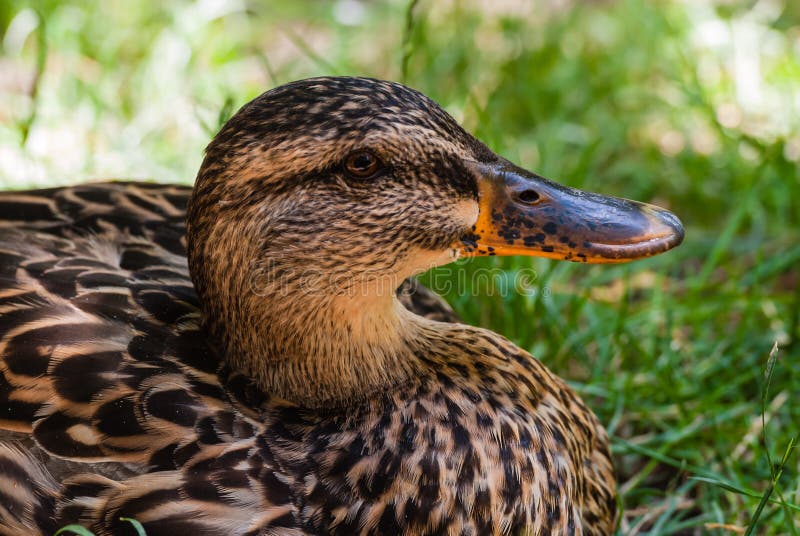 Female Mallard Duck. Detail Of Head From A Side, Portrait Stock Image ...