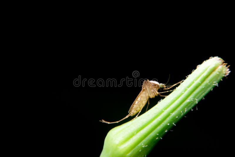 Close-up Female Mosquito on Green Leaf, Night Time Stock Photo - Image ...